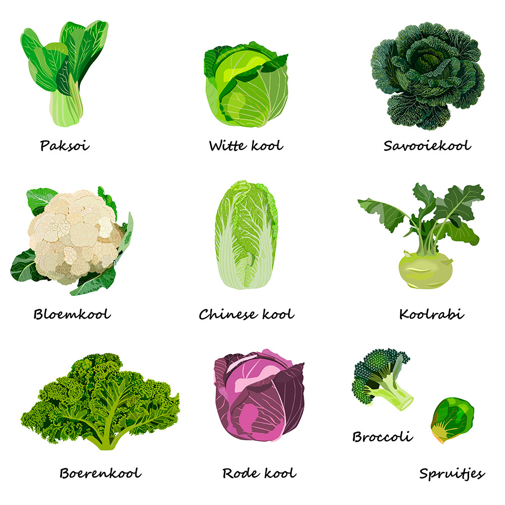28 Verschillende Koolsoorten — van Bloemkool tot Romanesco