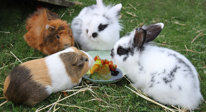 Welke groente en fruit mag een konijn of cavia eten?