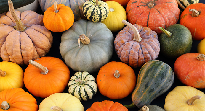 30 Verschillende Soorten Pompoenen — Ken Jij Ze Allemaal?