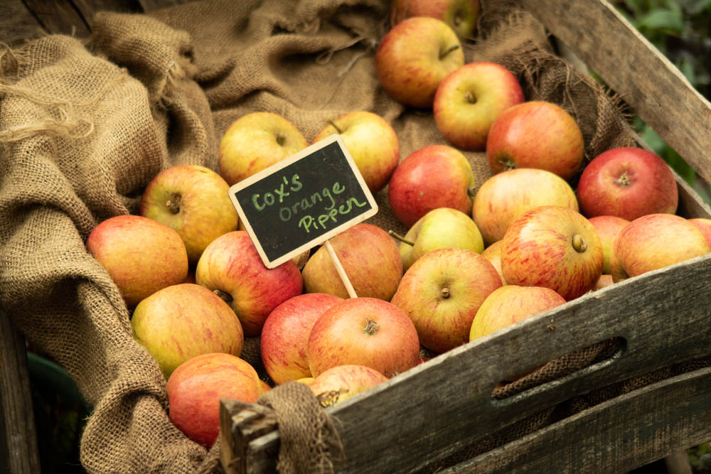 30 Verschillende Soorten Appels — Complete Lijst Met Foto's