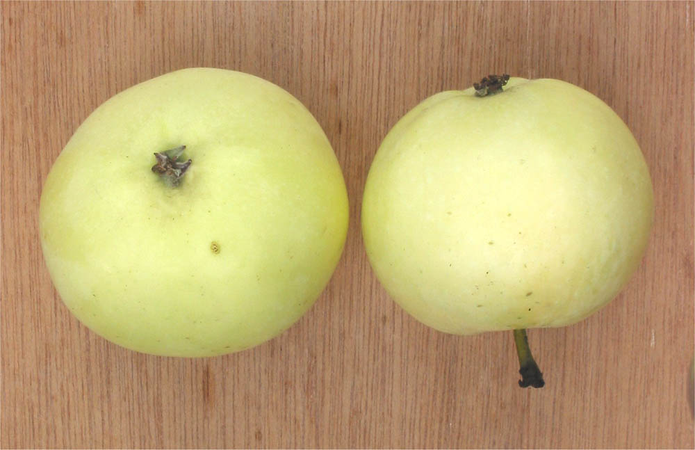 30 Verschillende Soorten Appels — Complete Lijst Met Foto's