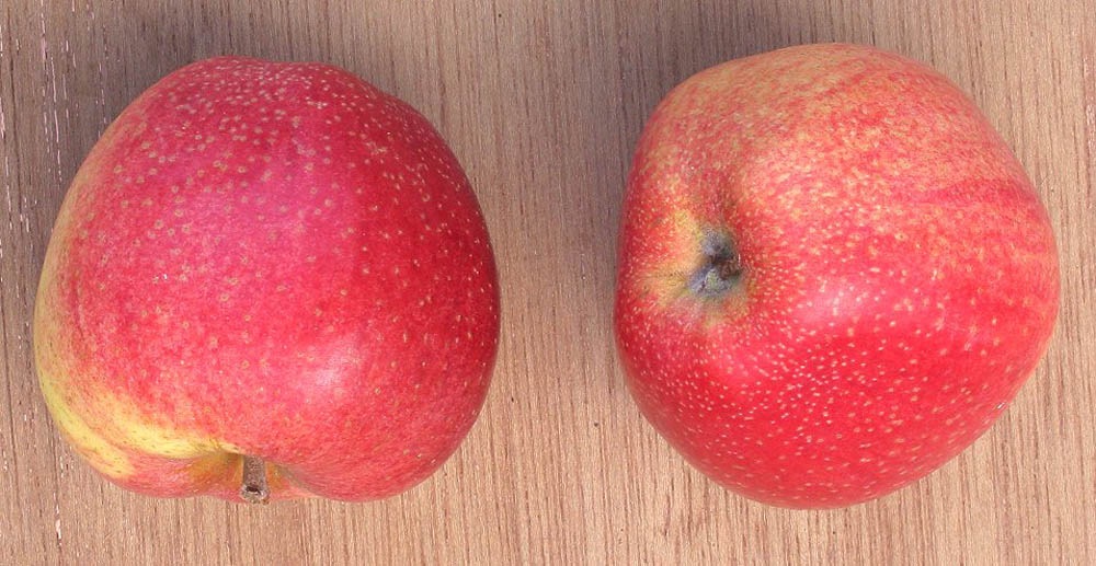 30 Verschillende Soorten Appels — Complete Lijst Met Foto's