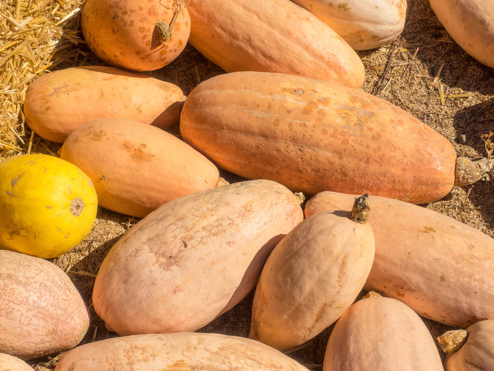 30 Verschillende Soorten Pompoenen — Ken Jij Ze Allemaal?