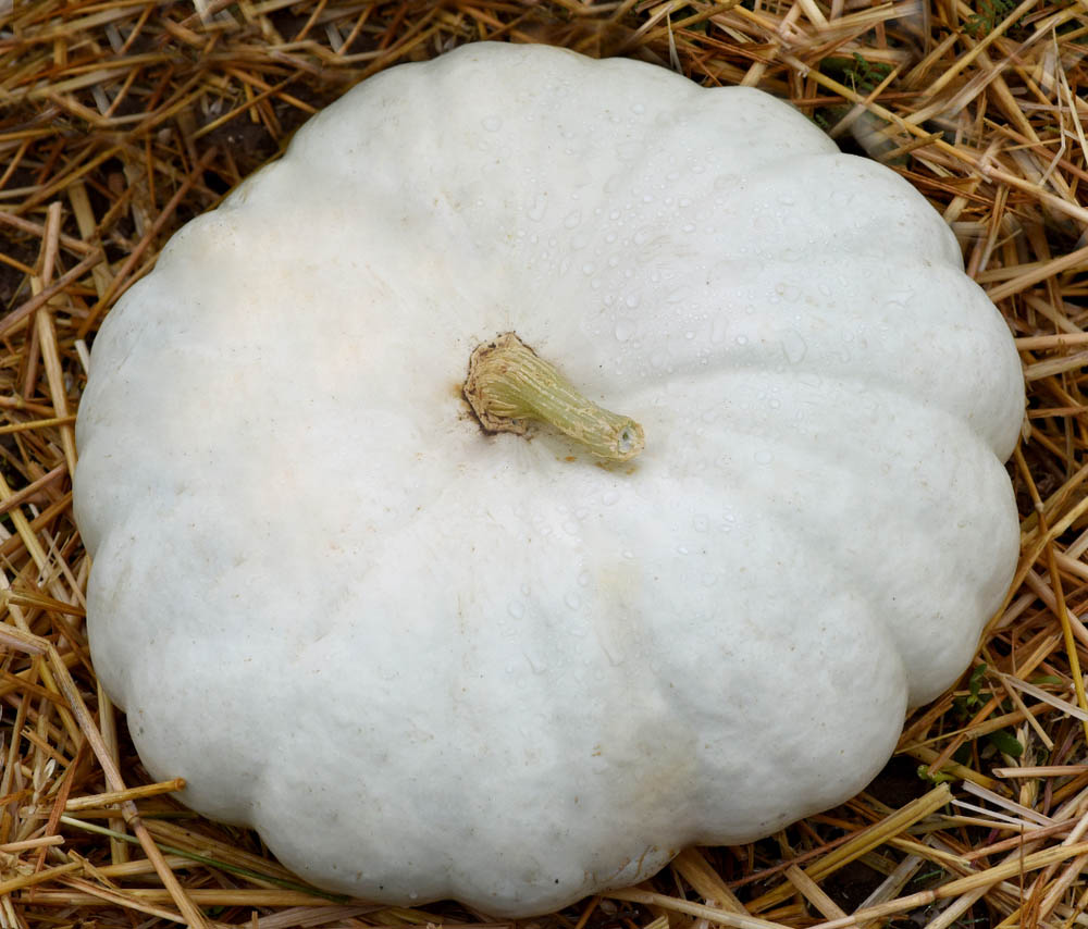 30 Verschillende Soorten Pompoenen — Ken Jij Ze Allemaal?