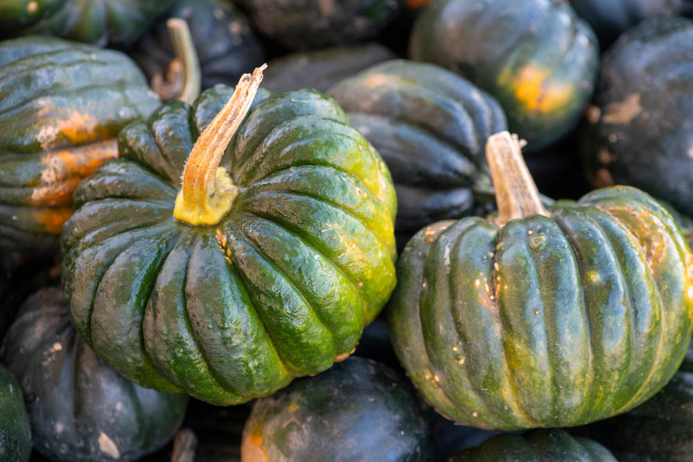 30 Verschillende Soorten Pompoenen — Ken Jij Ze Allemaal?