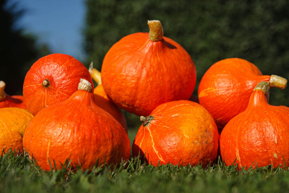 30 Verschillende Soorten Pompoenen — Ken Jij Ze Allemaal?