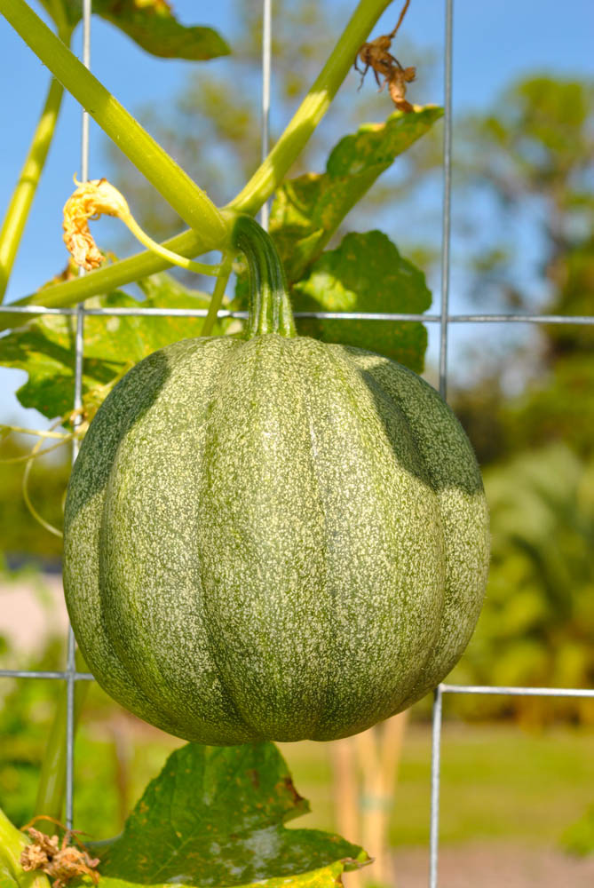 30 Verschillende Soorten Pompoenen — Ken Jij Ze Allemaal?
