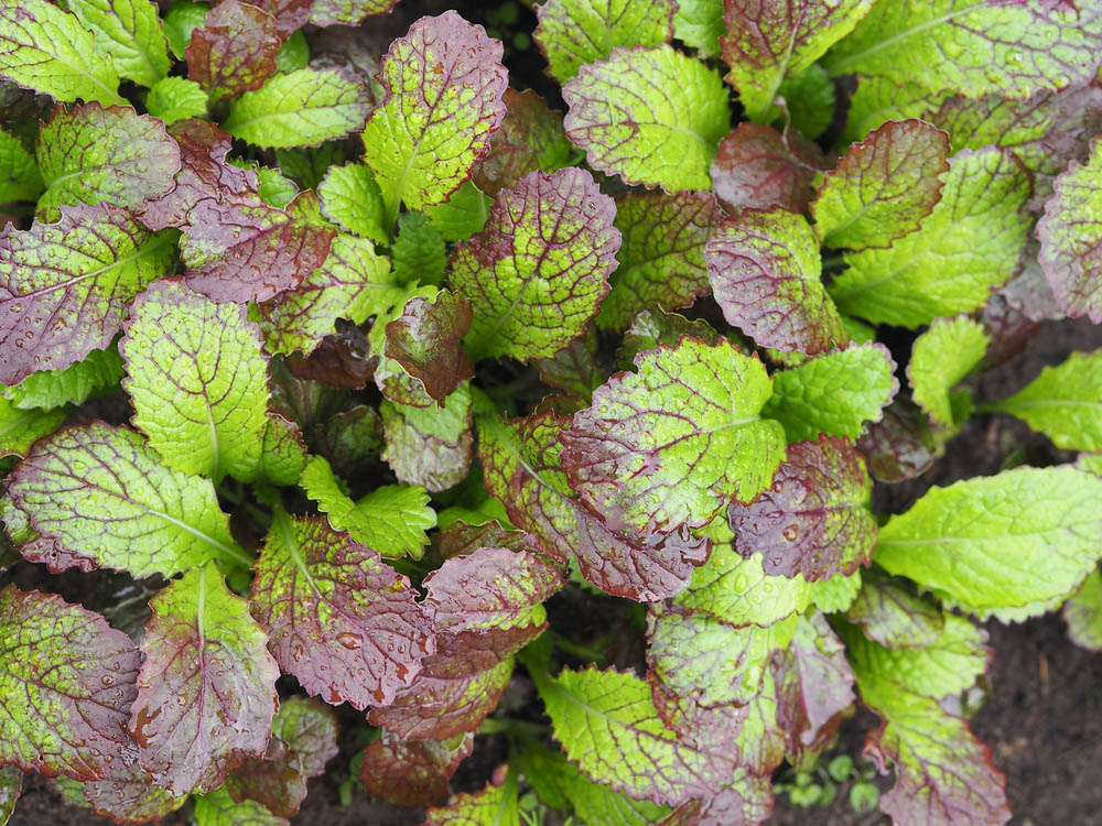 32 Verschillende Soorten Sla