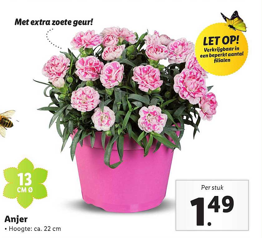 Anjer Aanbieding bij Lidl - 1Folders.nl
