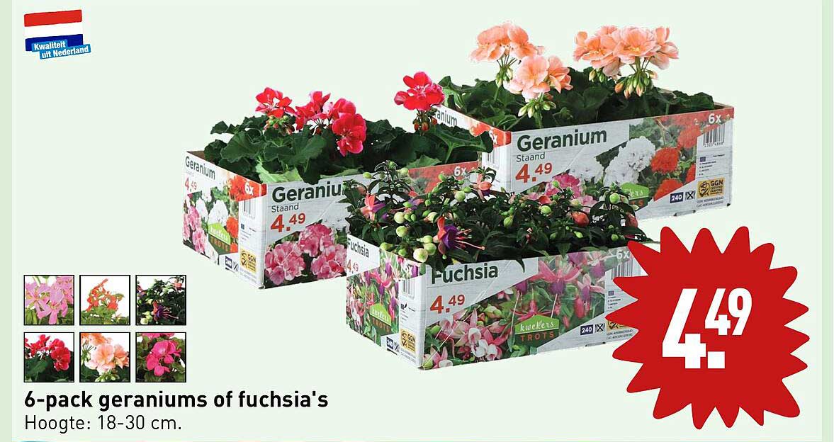 6-Pack Geraniums Of Fuchsia's Aanbieding bij ALDI - 1Folders.nl