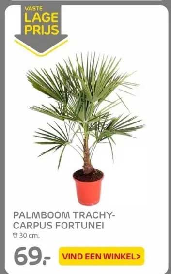 Palmboom Trachycarpus Fortunei Aanbieding bij Praxis - 1Folders.nl