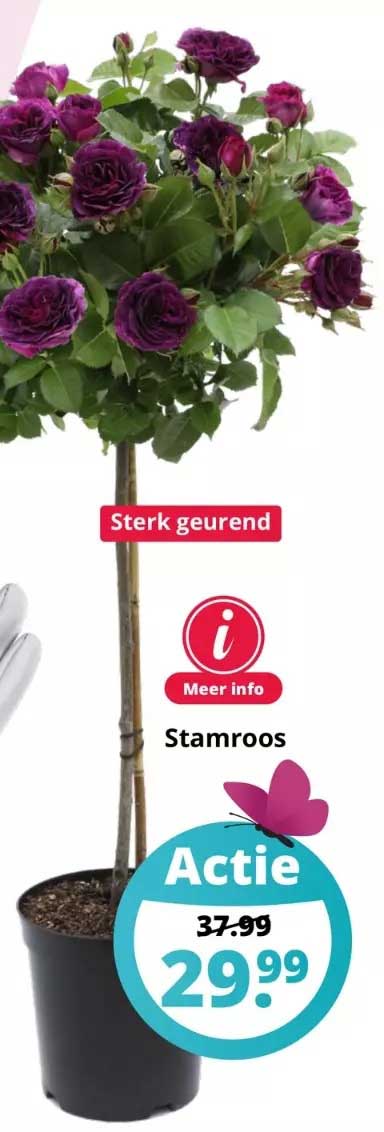 Stamroos Aanbieding bij GroenRijk - 1Folders.nl