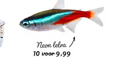 Neon Tetra Aanbieding bij Discus - 1Folders.nl