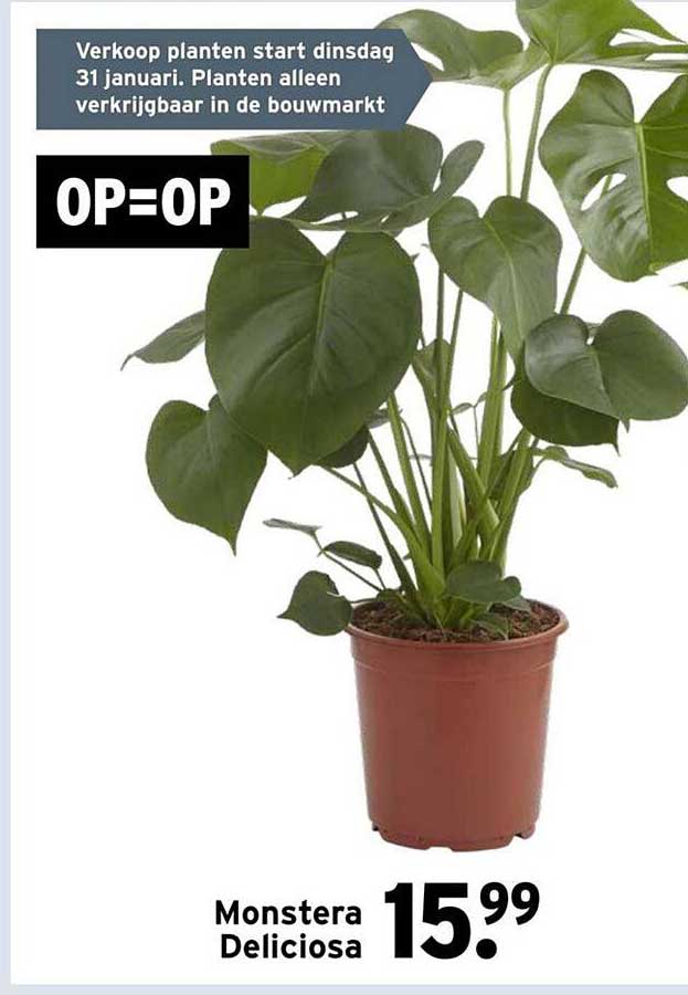 Monstera Deliciosa Aanbieding bij GAMMA - 1Folders.nl