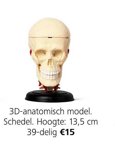 3D-Anatomisch Model. Schedel Aanbieding bij Flying Tiger - 1Folders.nl