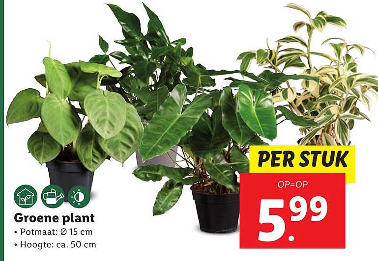 Groene Plant Aanbieding bij Lidl - 1Folders.nl