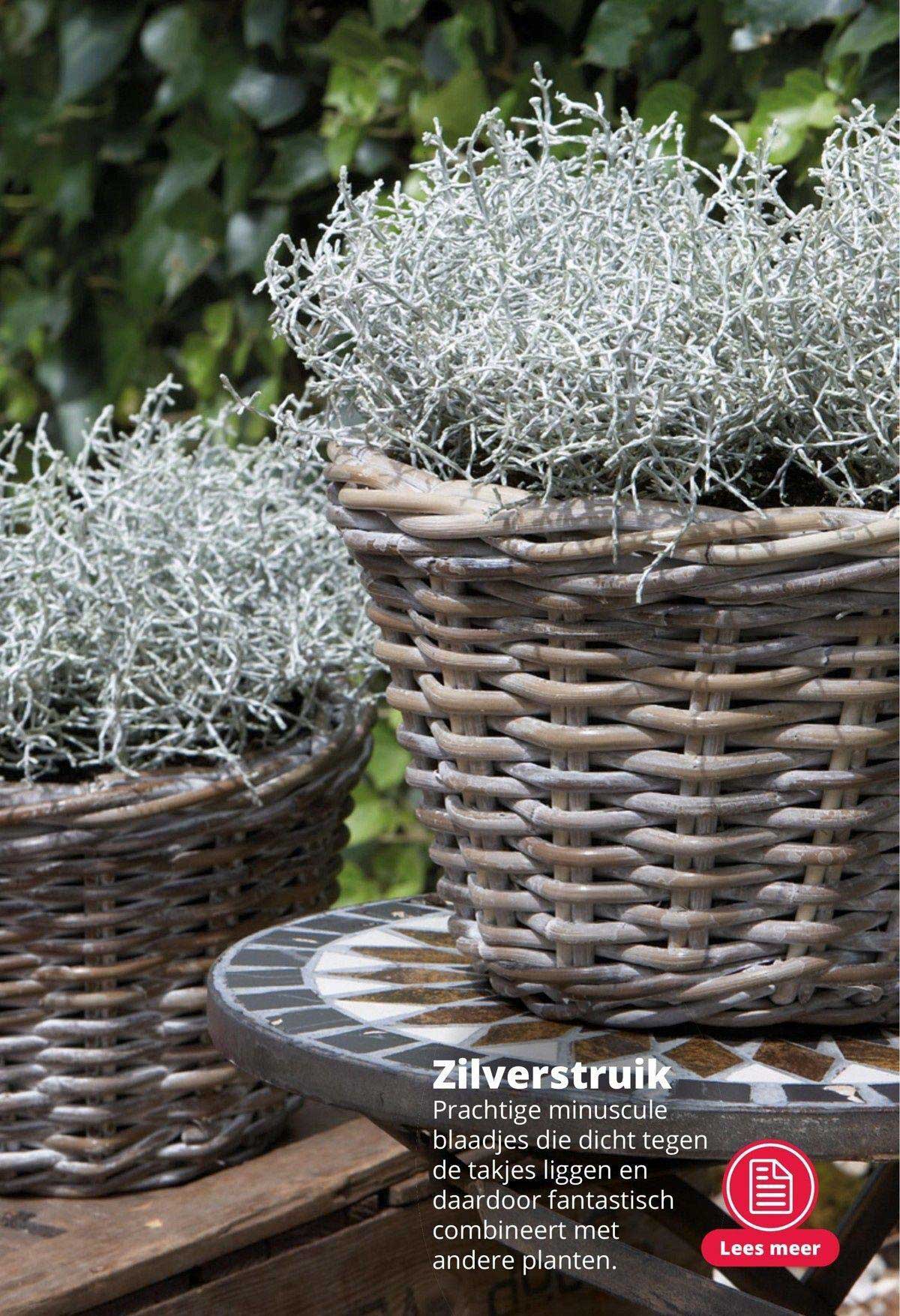 Zilverstruik Aanbieding bij GroenRijk - 1Folders.nl