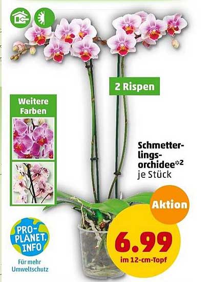 Schmetterlings-orchidee Angebot bei Penny - 1Prospekte.de