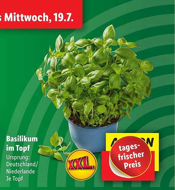 Basilikum Im Topf Angebot bei Lidl - 1Prospekte.de