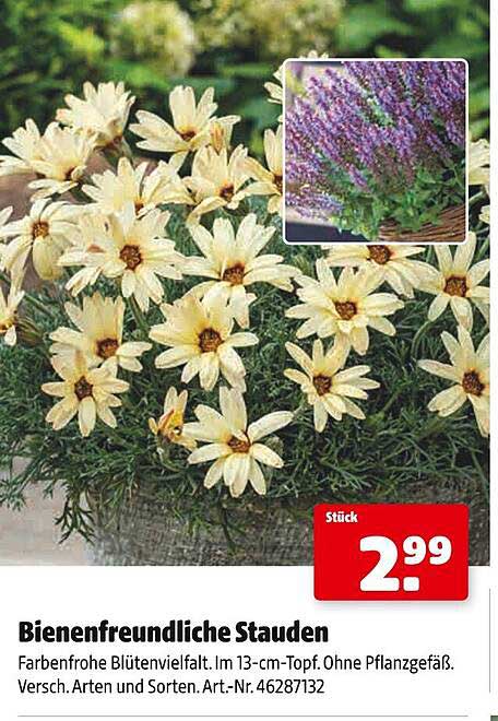 Bienenfreundliche Stauden Angebot bei Hagebaumarkt