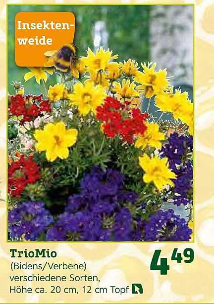 Triomio (bidens Oder Verbene) Angebot bei Pflanzen Kölle - 1Prospekte.de
