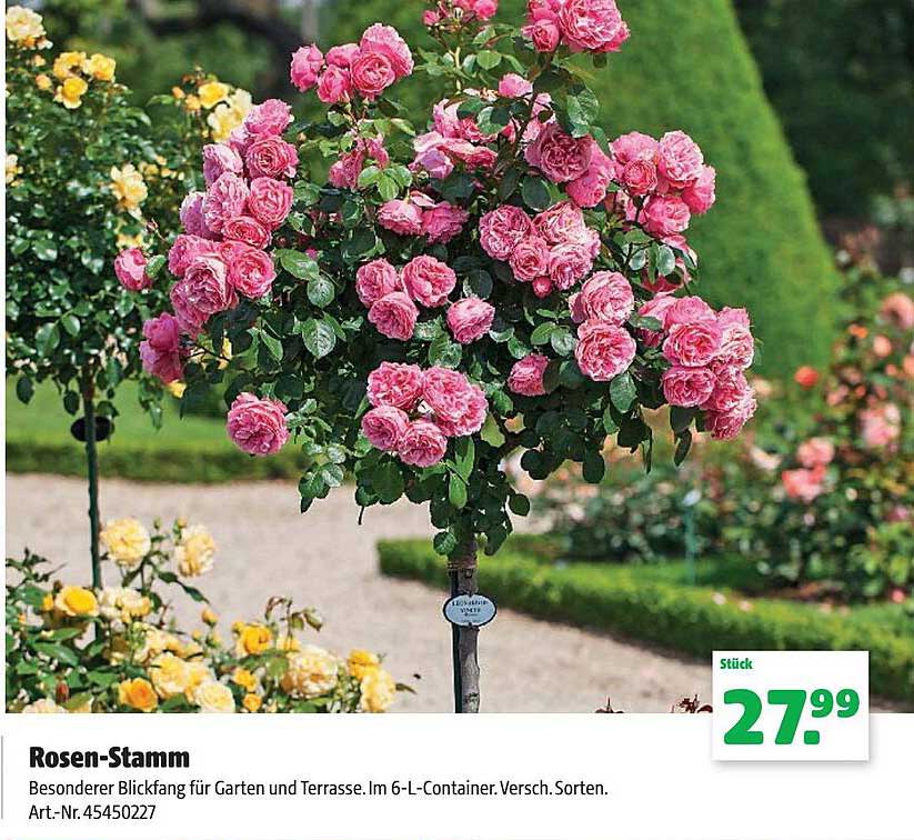 Wunderschãne Obi Blumen Angebote Ebenbild