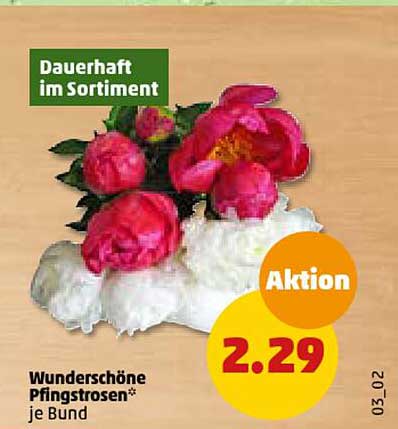 Wunderschöne Pfingstrosen Angebot bei Penny - 1Prospekte.de