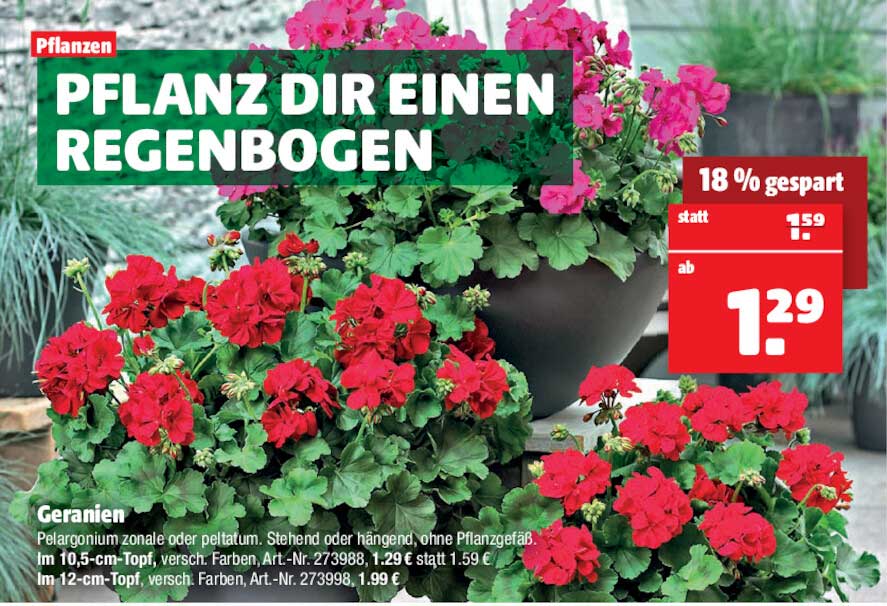 Geranien Im Angebot