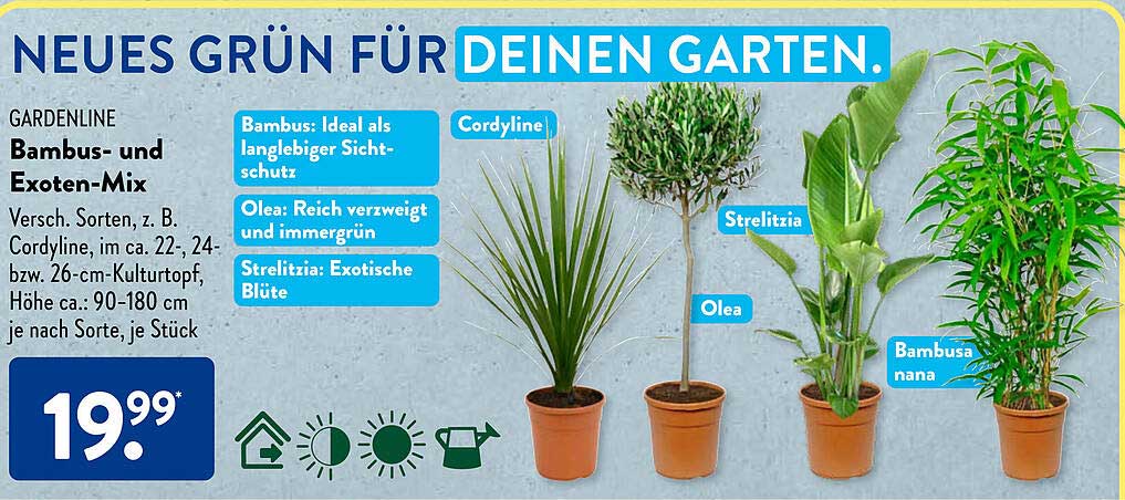 Gardenline Bambus- Und Exoten-mix Angebot bei ALDI SÜD - 1Prospekte.de