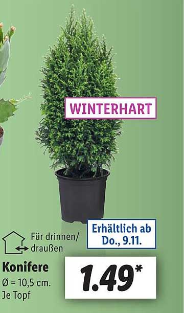Konifere Angebot bei Lidl - 1Prospekte.de