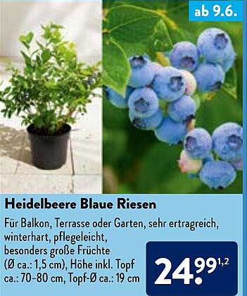 Heidelbeere Blaue Riesen Angebot bei ALDI Nord - 1Prospekte.de