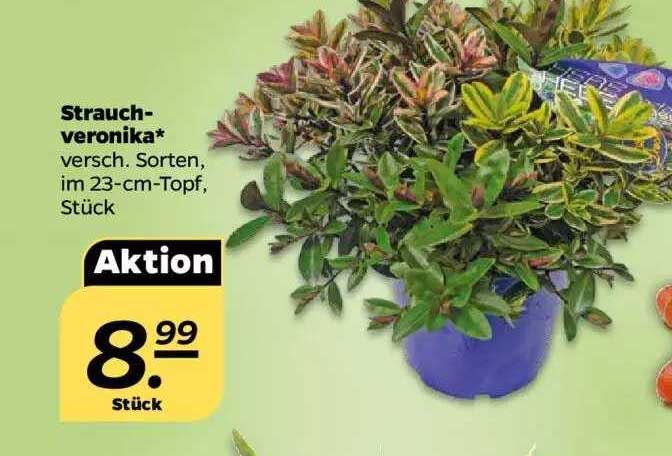 Strauch-veronika Angebot bei Netto - 1Prospekte.de