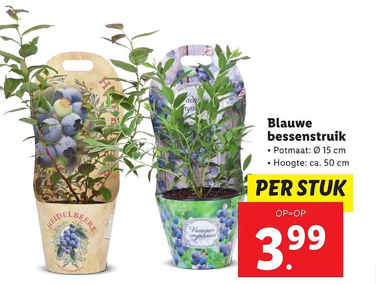 Blauwe Bessenstruik aanbieding bij Lidl
