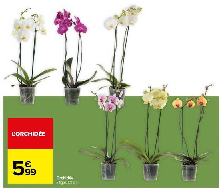 Promo Orchidée chez Carrefour - iCatalogue.fr