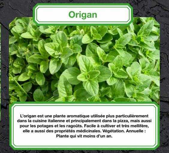 Promo Origan chez Migros France - iCatalogue.fr