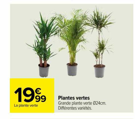 Promo Plantes Vertes chez Carrefour - iCatalogue.fr