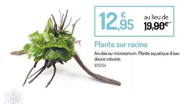 Promo Plante Sur Racine chez Botanic - iCatalogue.fr