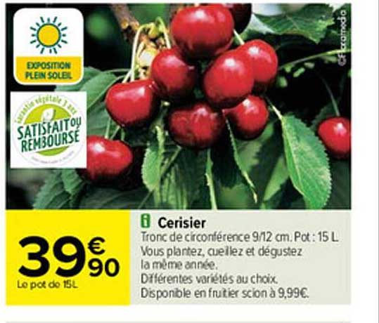 Promo Cerisier chez Carrefour - iCatalogue.fr