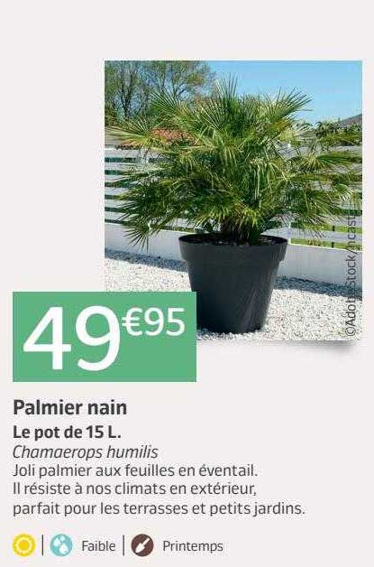 Sitemapcdatahttpsintkedriinfoprix Palmier Jardiland