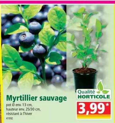 Promo Myrtillier Sauvage chez Norma - iCatalogue.fr