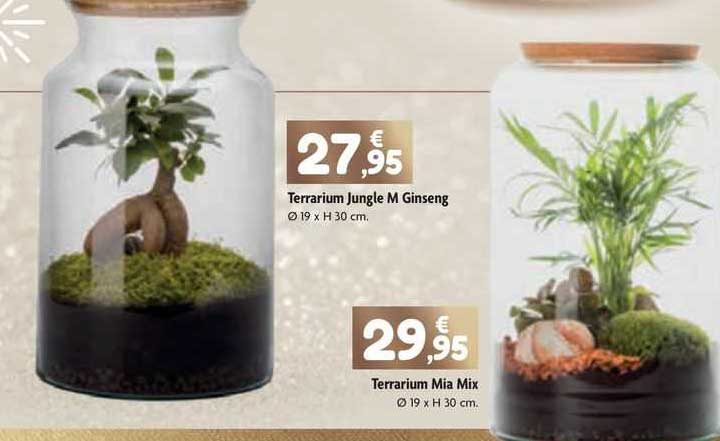 Promo Terrarium Jungle M Ginseng, Terrarium Mia Mix chez Point Vert ...