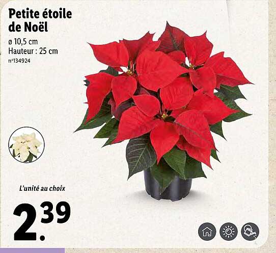 Promo Petite étoile De Noël chez Lidl - iCatalogue.fr