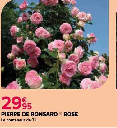 Promo Pierre De Ronsard Rose chez Kiriel - iCatalogue.fr