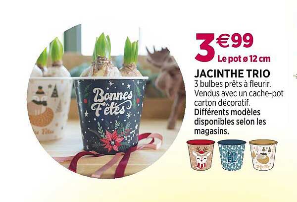 Promo Jacinthe Trio chez Delbard - iCatalogue.fr