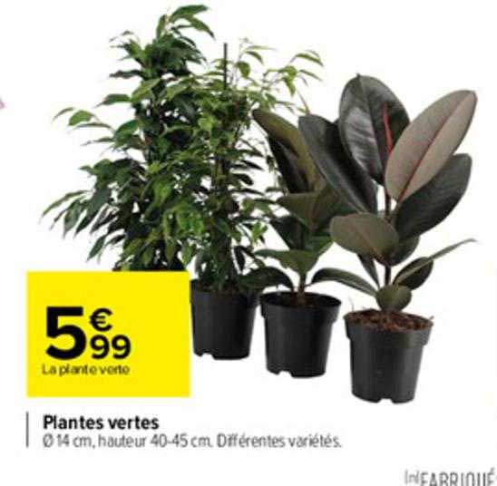 Offre Plantes Vertes chez Carrefour