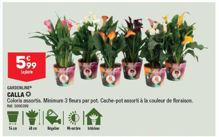 Promo Calla Gardenline chez Aldi - iCatalogue.fr