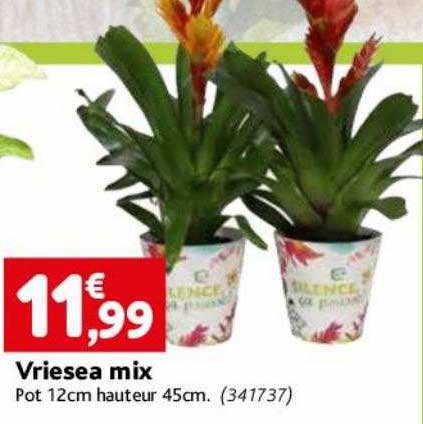 Promo Vriesea Mix chez Point Vert - iCatalogue.fr