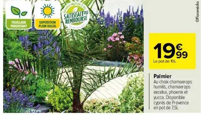 Promo Palmier chez Carrefour - iCatalogue.fr