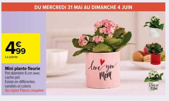 Promo Mini Plante Fleurie chez Carrefour Contact