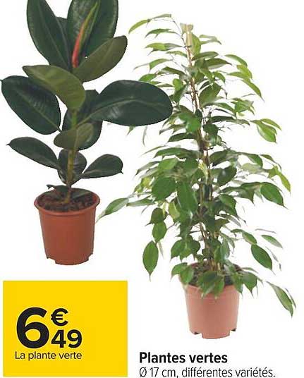 Promo Plantes Vertes chez Carrefour - iCatalogue.fr
